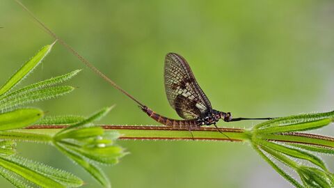 Common mayfly | The Wildlife Trusts